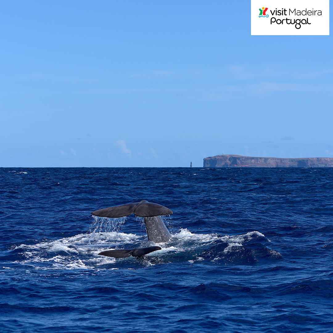 5 Tipps für einen Madeira Urlaub mit Kindern - Condor BLOG