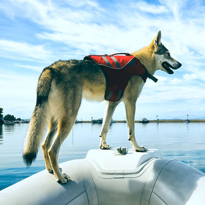 Pets in Cargo Hold - Condor